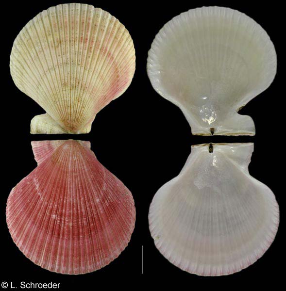 Bivalves - Pectinidae, Propeamussidae